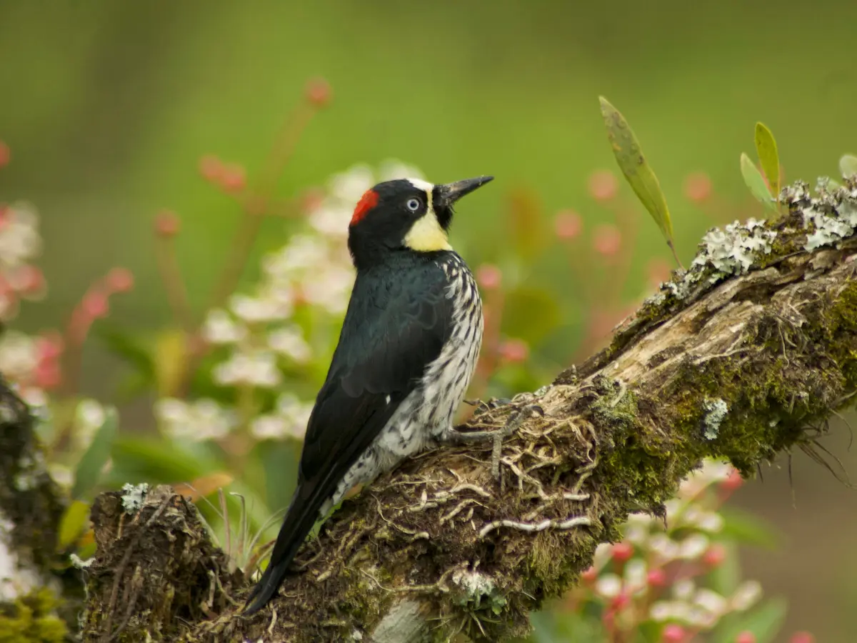 Salento Birdwatching - Birds of Salento - Avistando Aves Andinas ...
