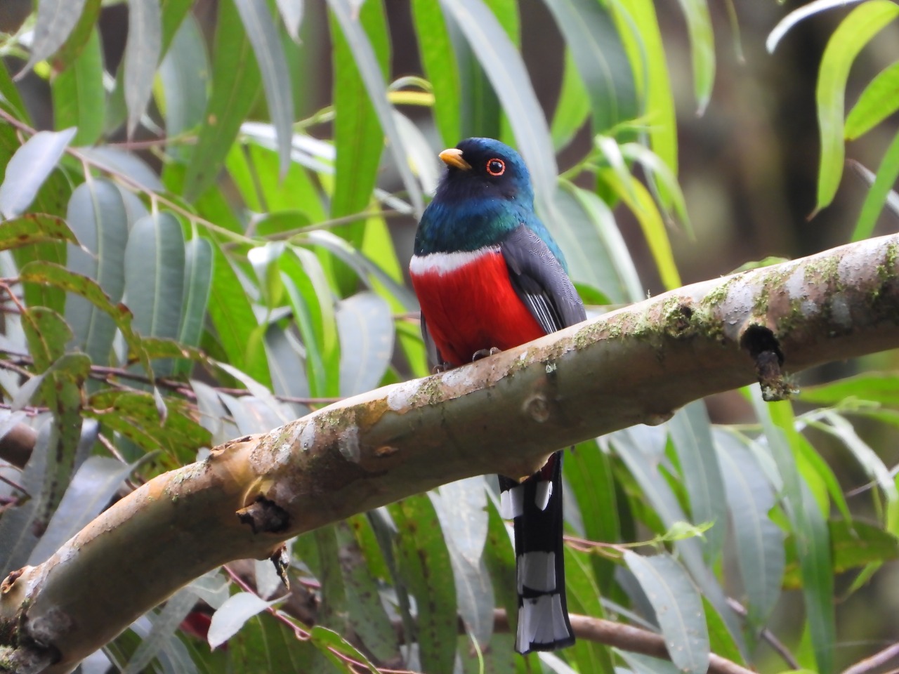 Aves del Eje Cafetero - Avistando Aves Andinas - Andean Birdwatching