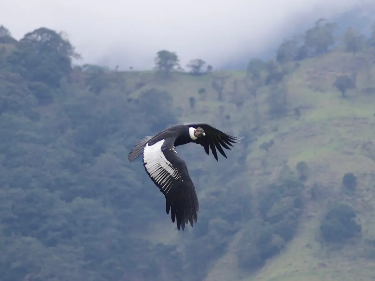 Salento Birding Tours - Andean Birdwatching