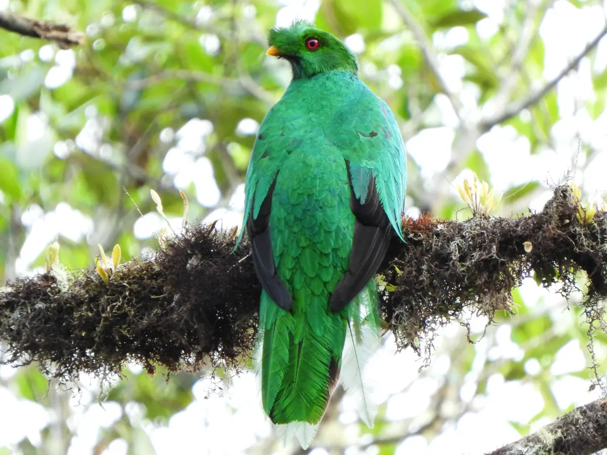 Crested Quetzal Tour - San Agustín - Andean Birdwatching